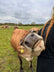 NEW! 30 Minute Cow Cuddling Experience - click link in description for ...