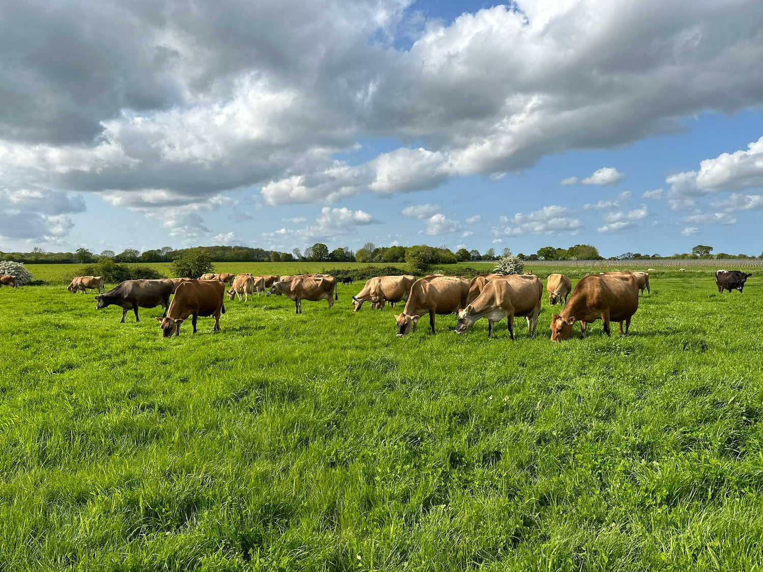 Cow with Calf Dairy, Farm Shop and Butchery – Old Hall Farm