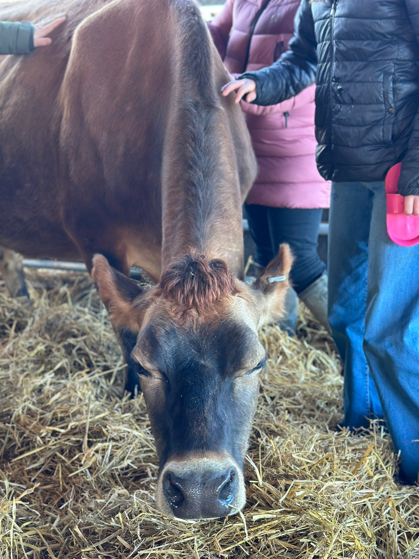 NEW! 30 Minute Cow Cuddling Experience - click link in description for ...