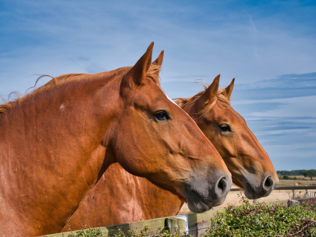 Suffolk Punch Sponsorship – Old Hall Farm